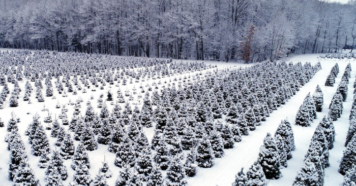 Tall Timbers Tree Farm & Gift Shop | Visit South Haven